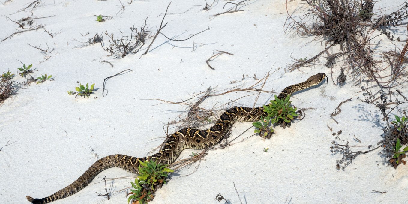Florida's Venomous Snakes - Florida RV Trade AssociationFlorida RV ...