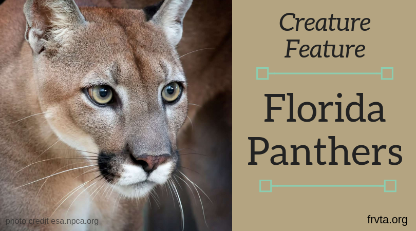 Naples Zoo Florida Animals Symbols The Florida Panther Florida RV