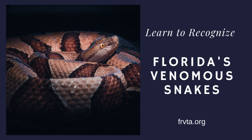 Florida's Venomous Snakes - Florida RV Trade AssociationFlorida RV ...
