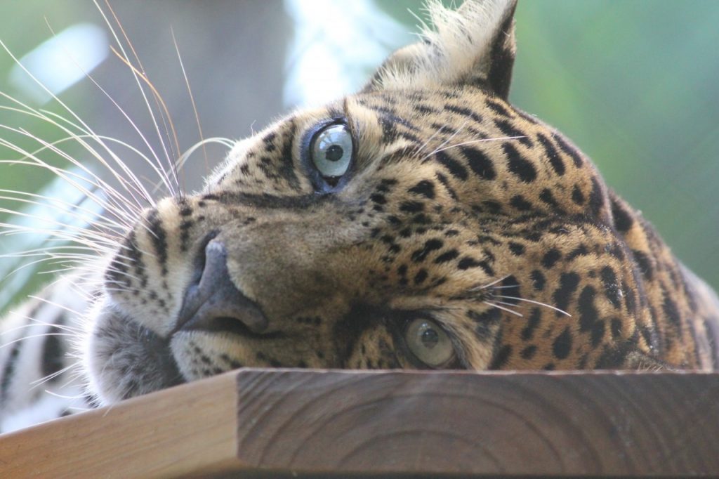 McCarthy's Wildlife Sanctuary - Florida RV Trade AssociationFlorida RV ...