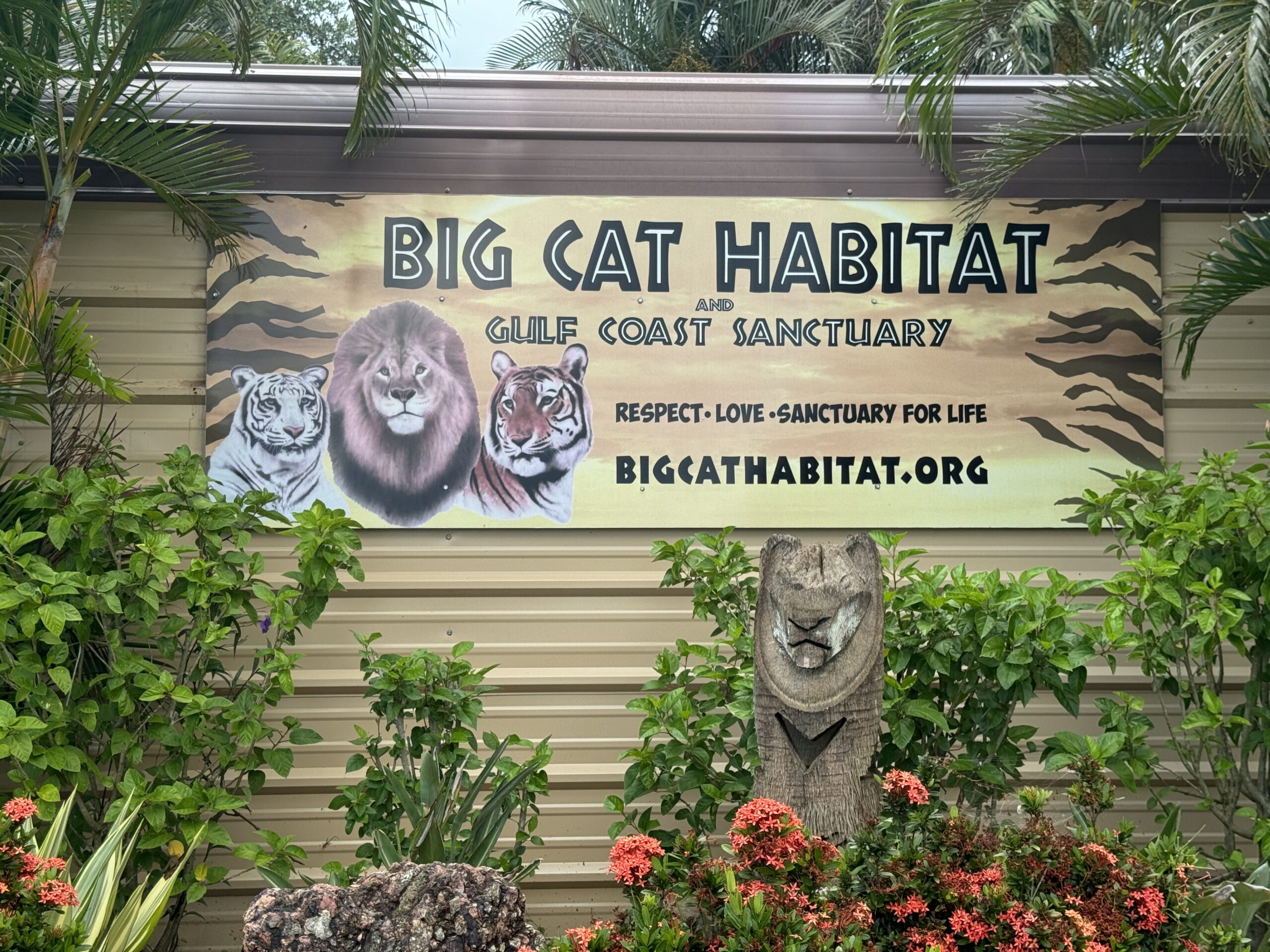Explore the Big Cat Habitat in Sarasota, Florida: A Must-Visit ...