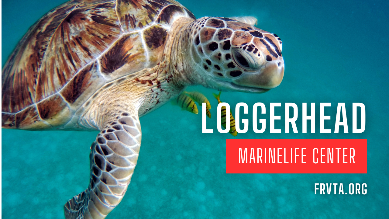 Why Loggerhead Marinelife Center Belongs on Every Florida RV Itinerary ...