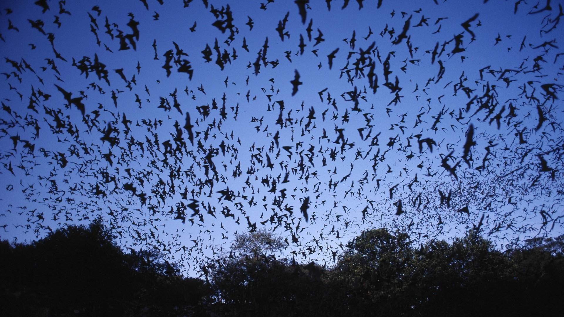 Bat Houses - Florida RV Trade AssociationFlorida RV Trade Association
